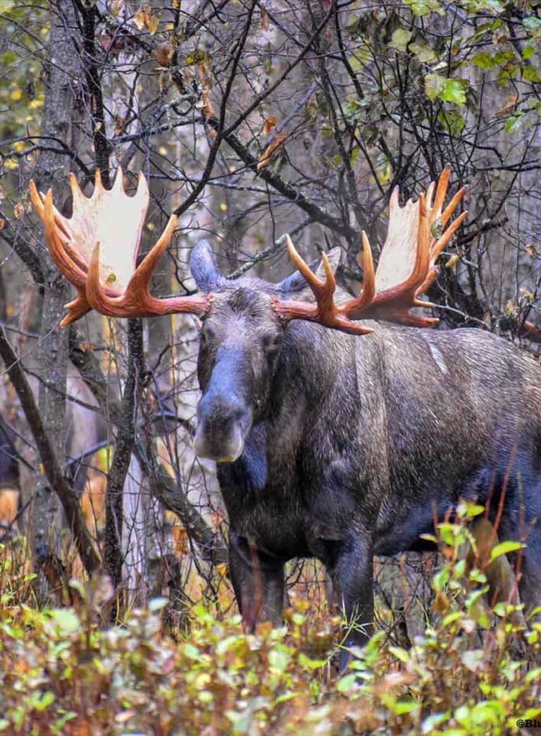 Moose – Act Wild BC