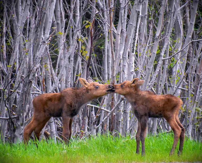 Moose – Act Wild BC