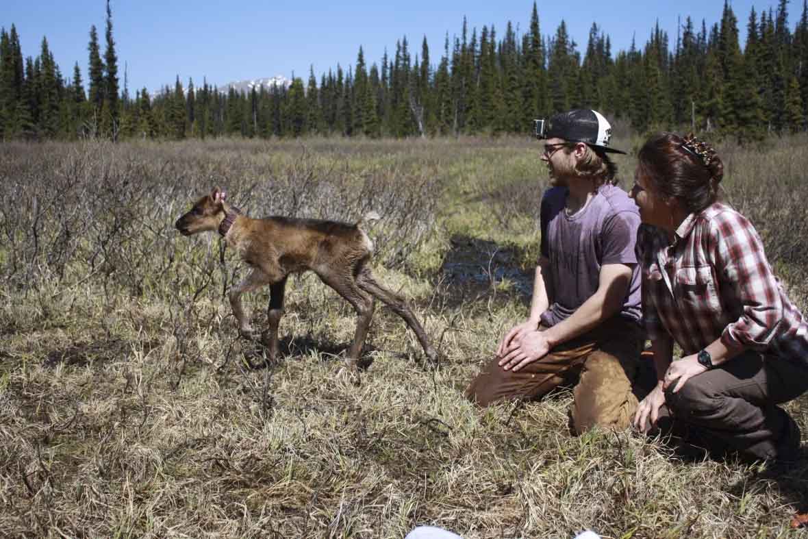 Endangered Caribou – A Balancing Act – Act Wild BC